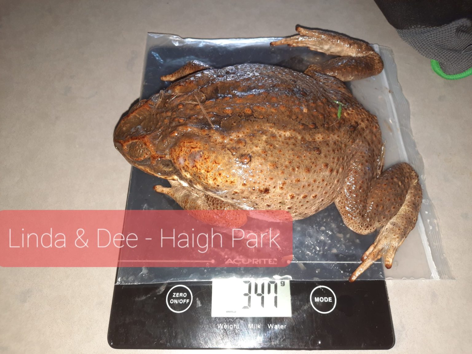 The Biggest & Baddest Toad – Boonah and District Landcare